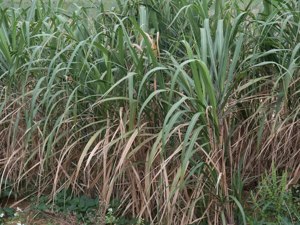 Cane field Images - Search Images on Everypixel