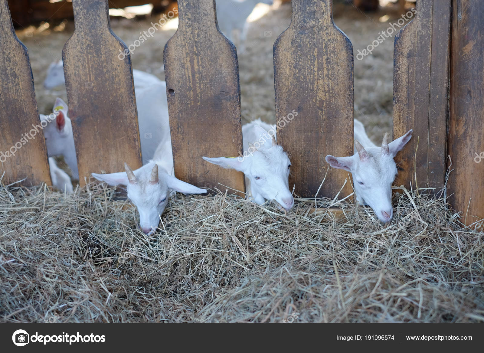 Goat Japan Pature — Stock Photo © makieni777 #191096574