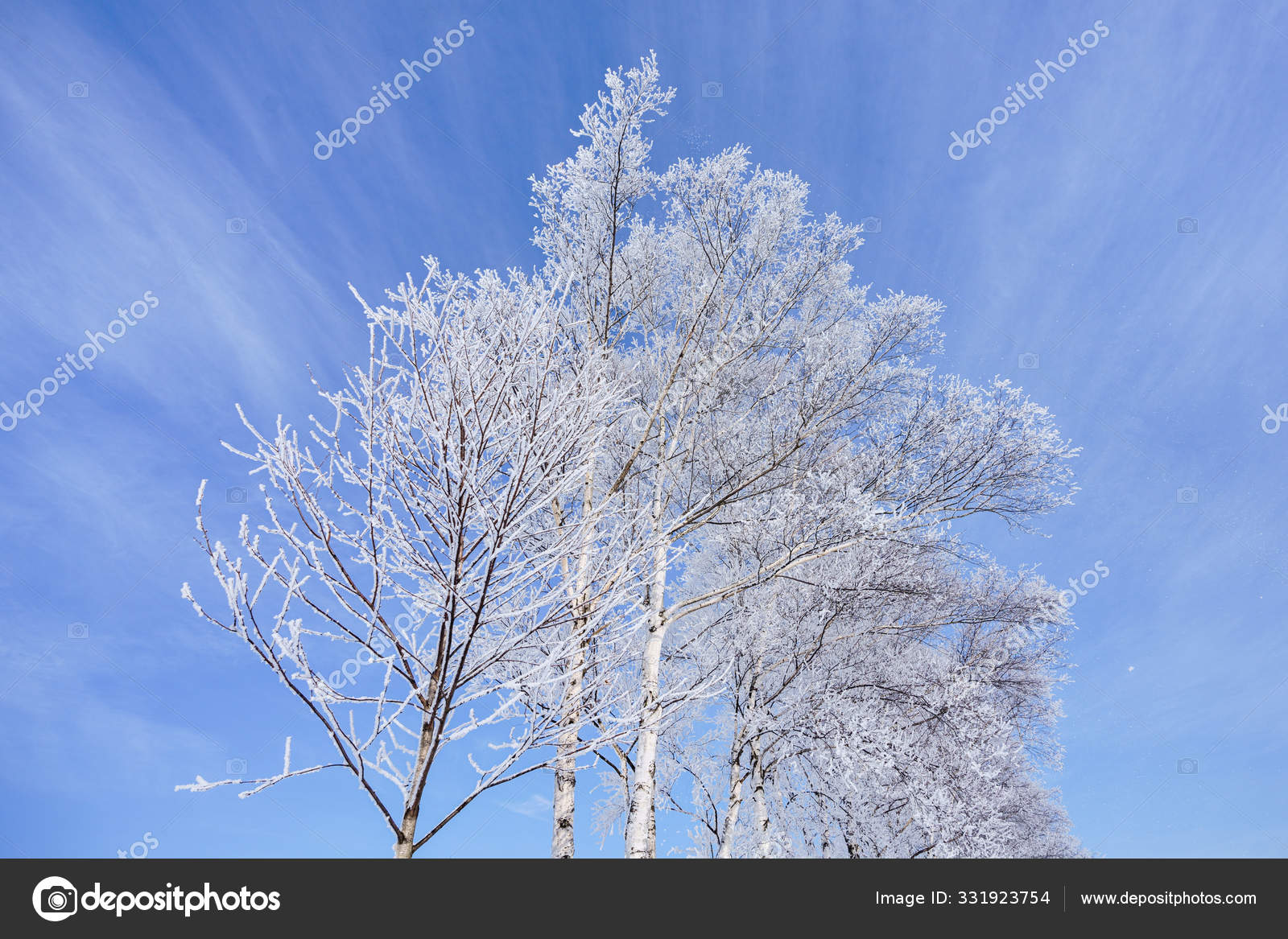 Frost Covered Tree Winter Forest Stock Photo by ©makieni777 331923754