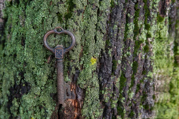Old fashioned large bronze metal key lying on a green moss on a - Stock ...