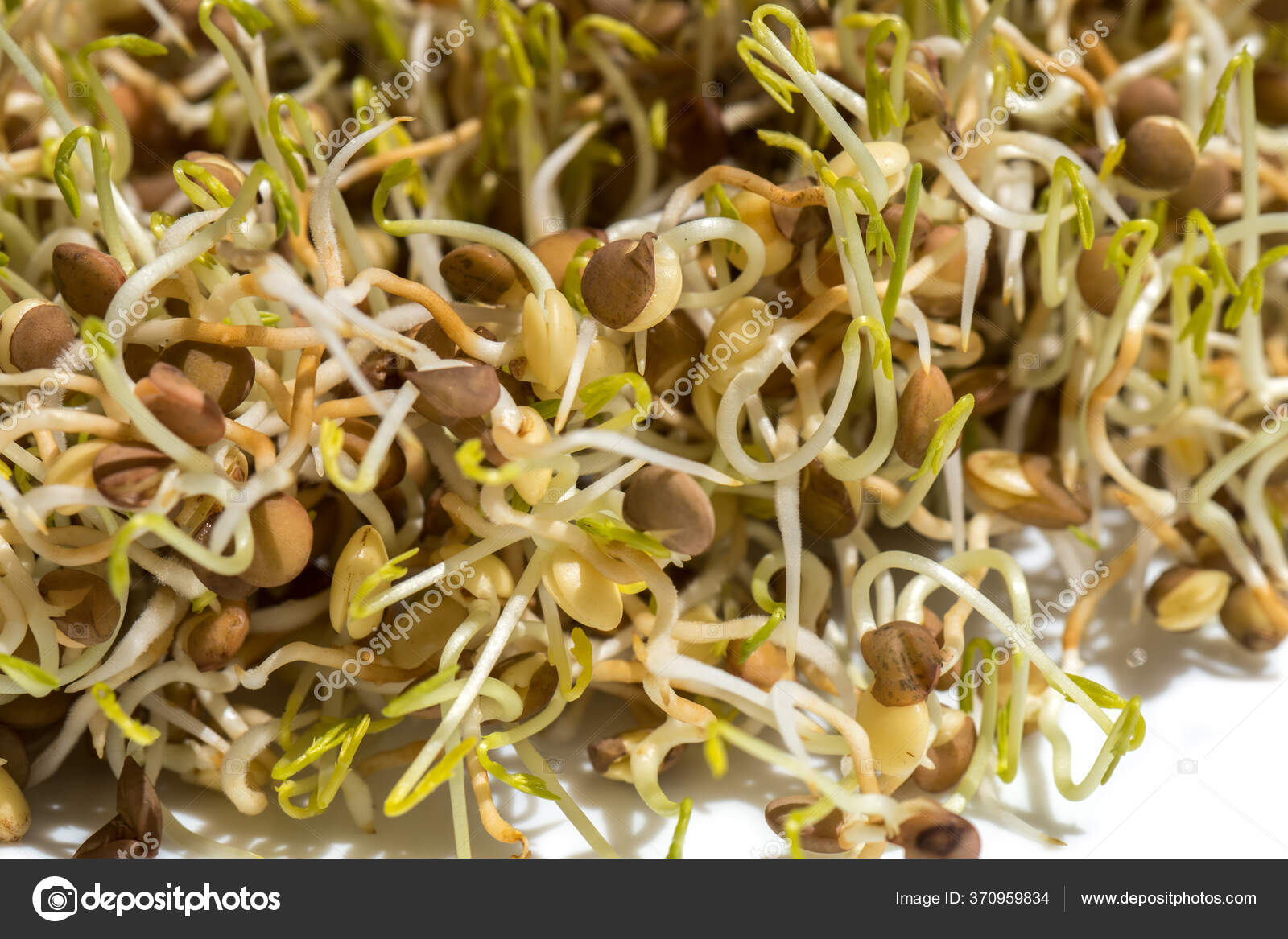 Sprouted lentil seeds isolated on white background — Stock Photo ...
