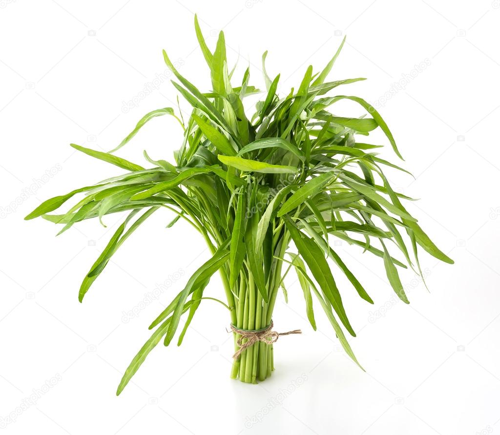 Water Convolvulus on white background Stock Photo by ©topntp 126177586