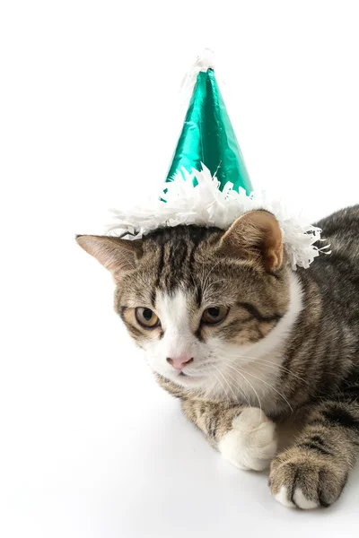 Cat party hat Stock Photos, Royalty Free Cat party hat Images ...