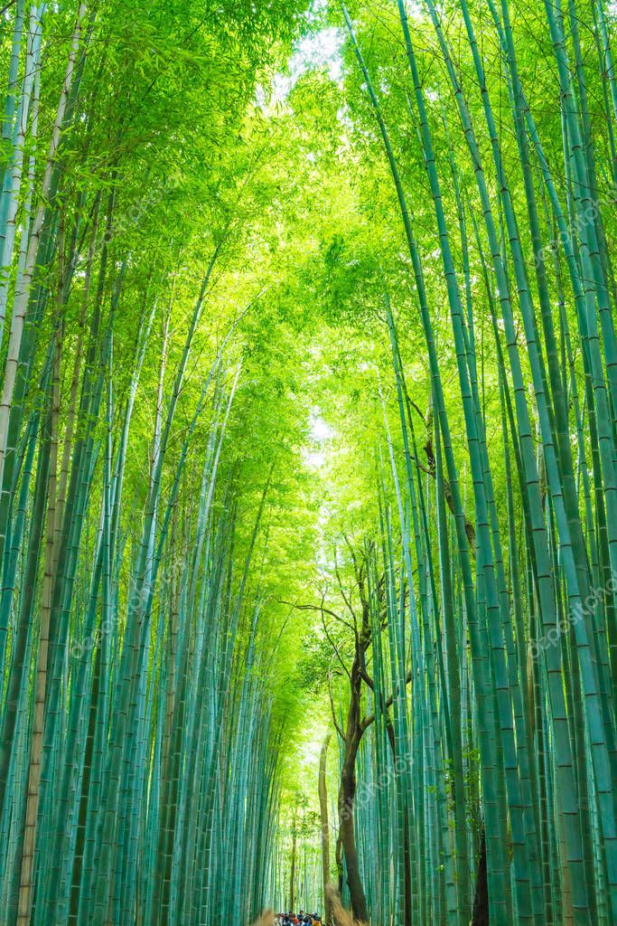 Camino al bosque de bambú en Arashiyama en Kyoto. 2024