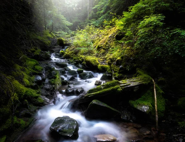 Flowing stream through green mossy forest - Stock Image - Everypixel