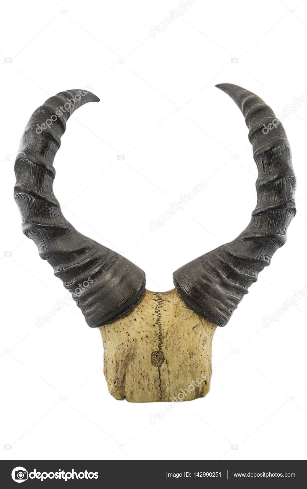 Horns on a white isolated background — Stock Photo © Stsvirkun #142990251