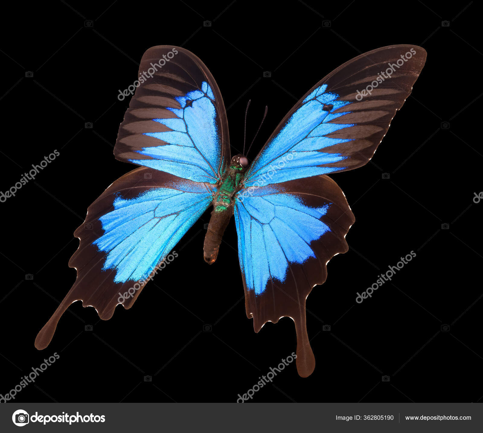 Blue Emperor Butterfly