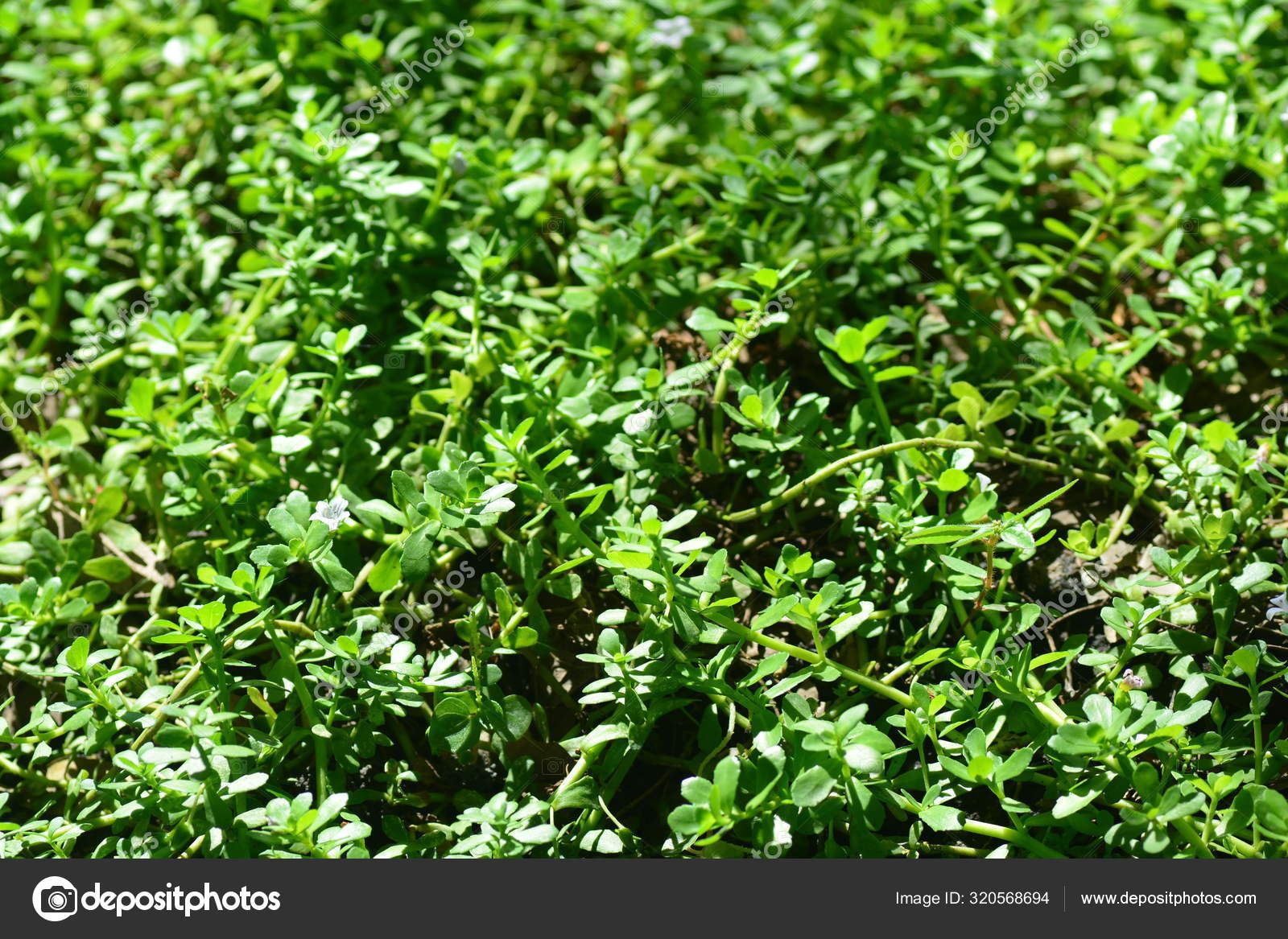 Brammi or Bacopa monnieri Wettst Stock Photo by ©ideation90 320568694