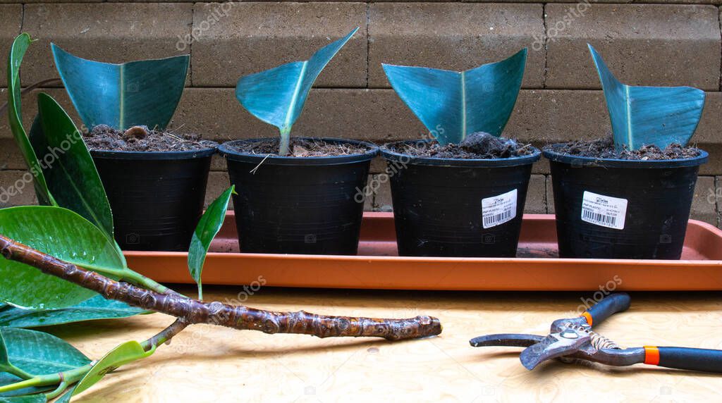 Cómo iniciar una planta de árbol de goma: Propagación Primer paso ...