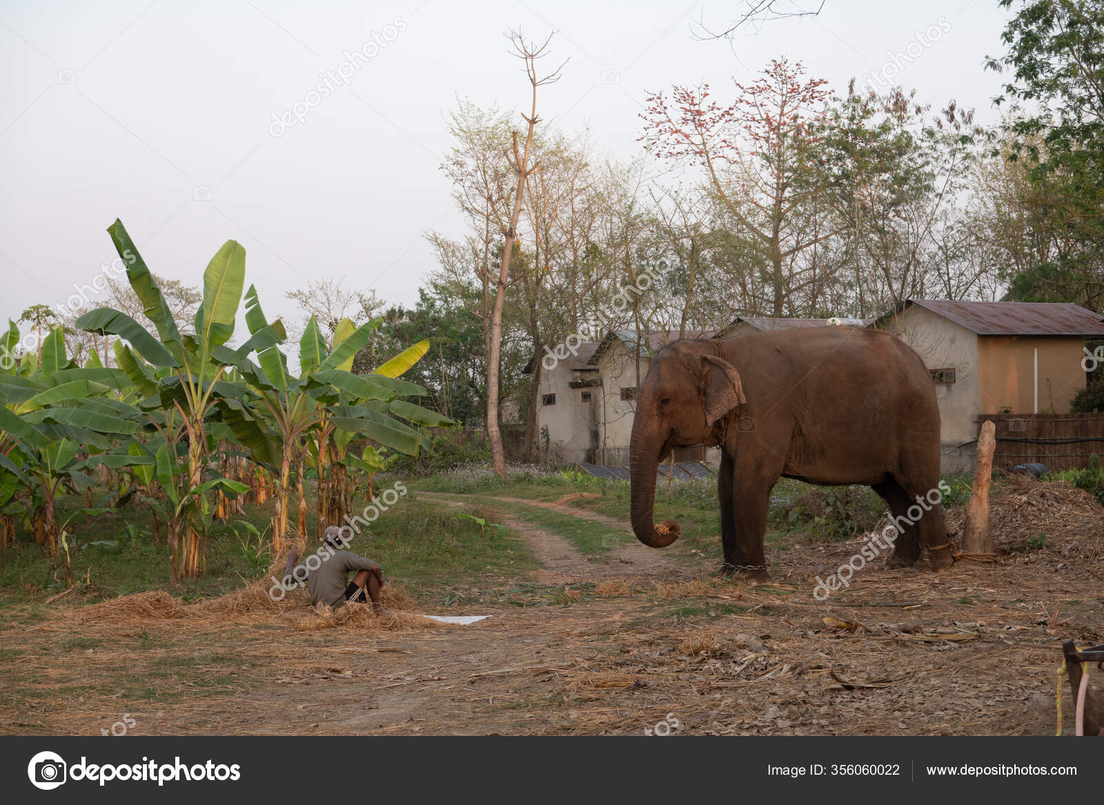 Elephant Captivity Preserve Species Extinction Stock Photo by ...