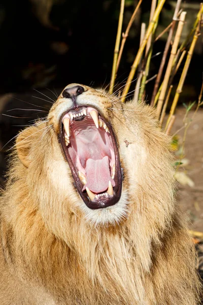 Lion bite Stock Photos, Royalty Free Lion bite Images | Depositphotos