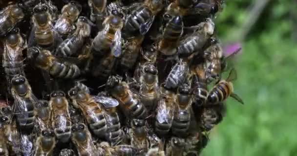 European Honey Bees Apis Mellifera Bee Hive Normandy Real Time — Stock ...
