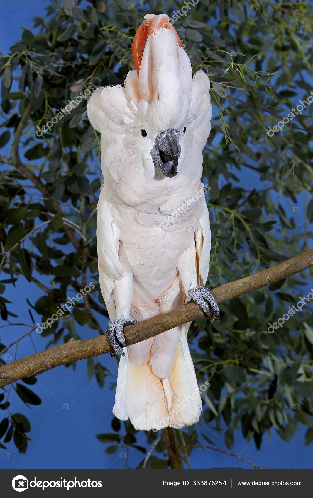 CACATOES A HUPPE ROUGE cacatua moluccensis — Stock Photo ...