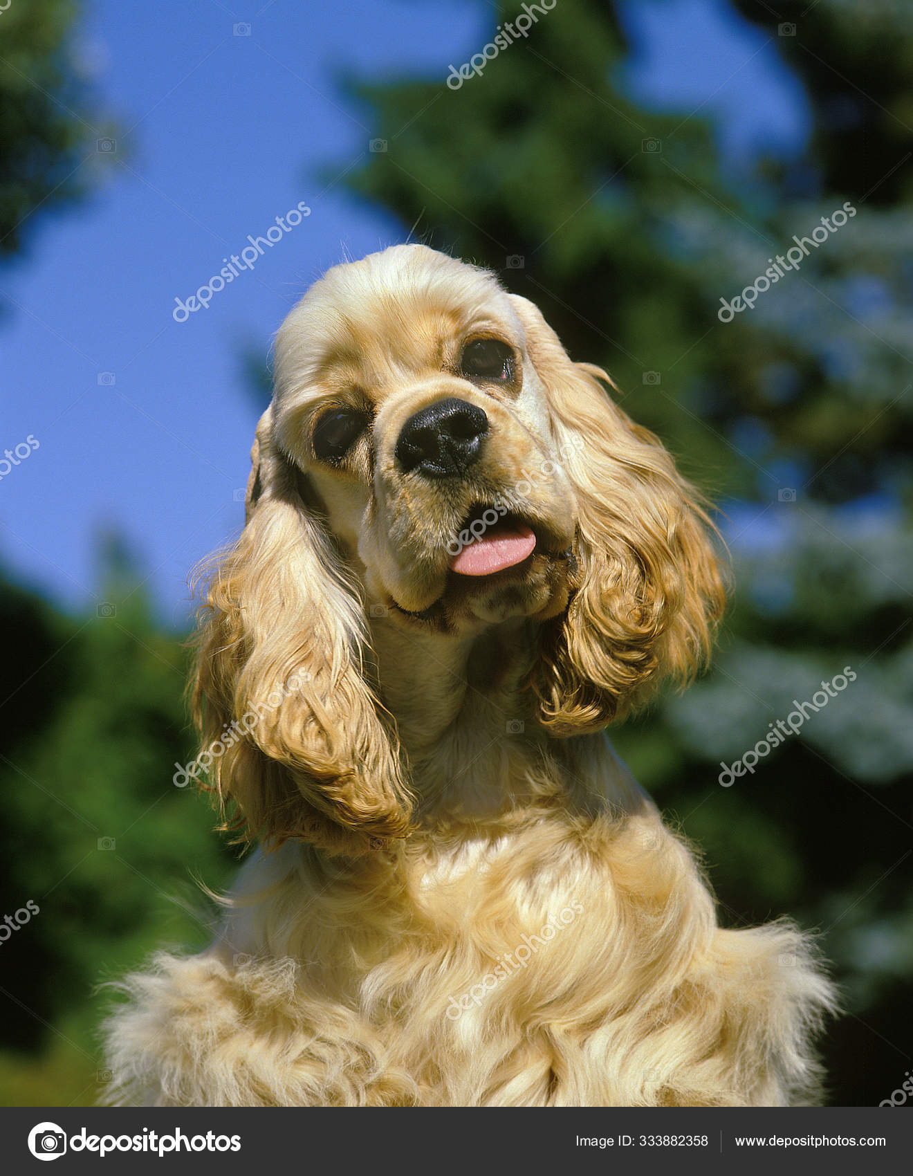 Cocker Americain: fotografía de stock © slowmotiongli #333882358 ...