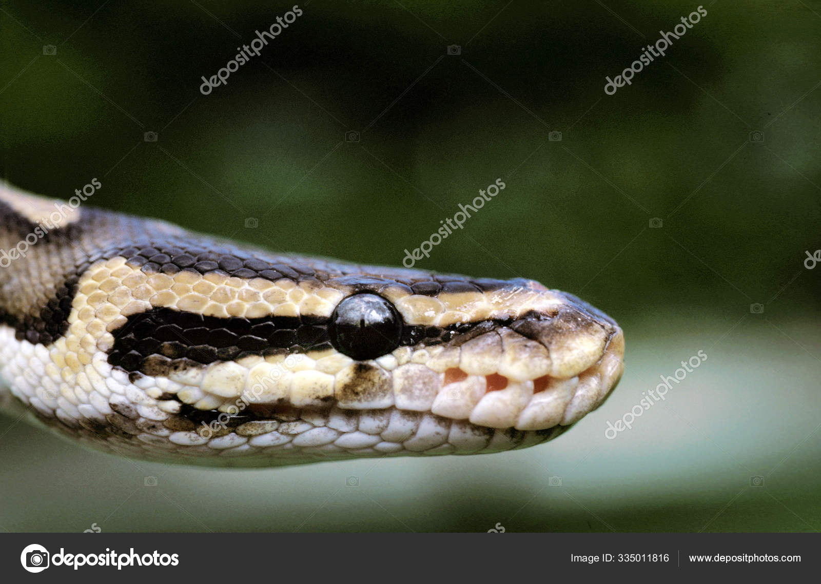 PYTHON ROYAL python regius Stock Photo by ©slowmotiongli 335011816