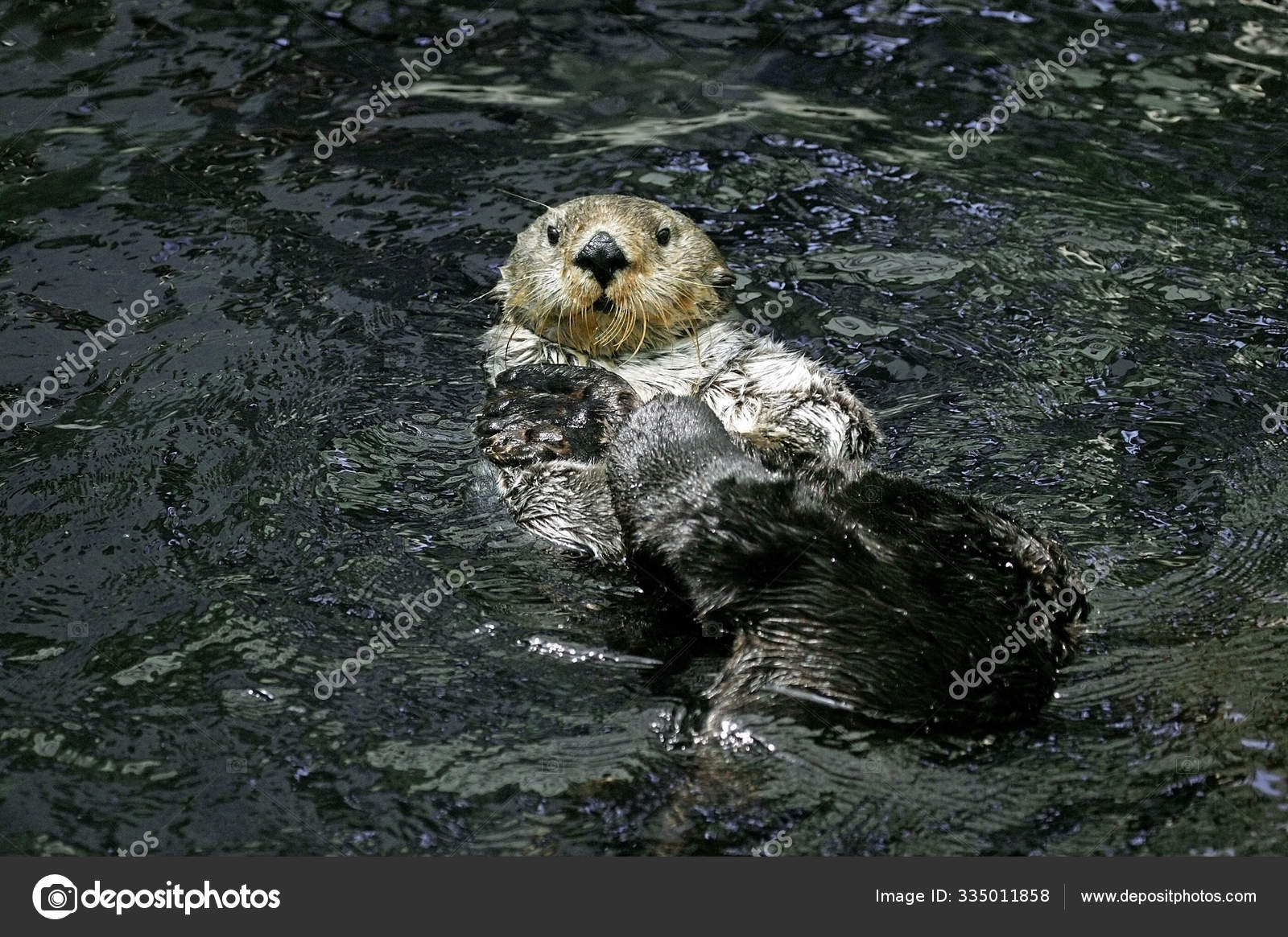 LOUTRE DE MER enhydra lutris Stock Photo by ©slowmotiongli 335011858 LOUTRE DE MER enhydra lutris Stock Photo by ©slowmotiongli 335011858
