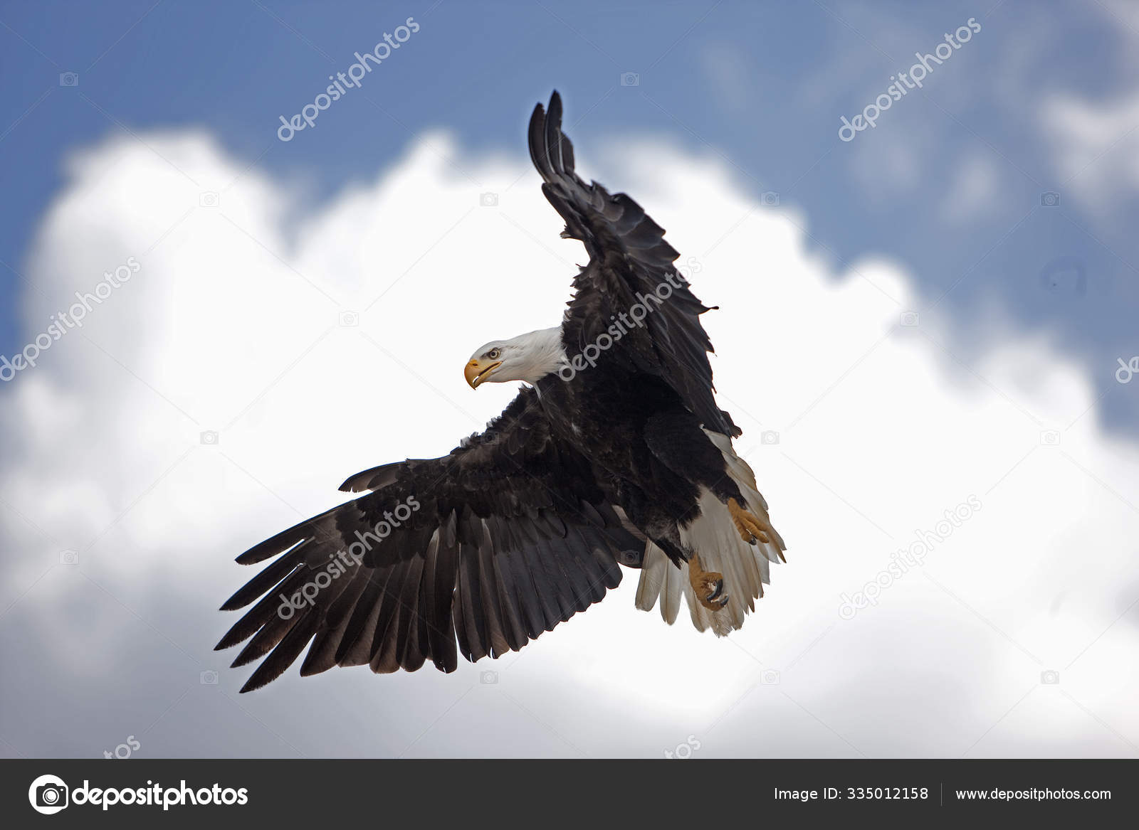 PYGARGUE A TETE BLANCHE haliaeetus leucocephalus Stock Photo by ...