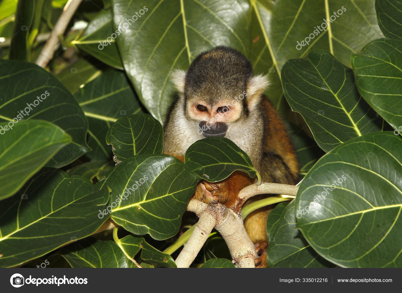 SAIMIRI SINGE ECUREUIL saimiri sciureus Stock Photo by ©slowmotiongli ...