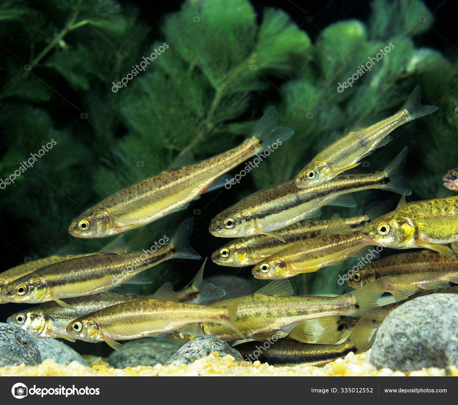 VAIRON phoxinus phoxinus — Stock Photo © slowmotiongli #335012552