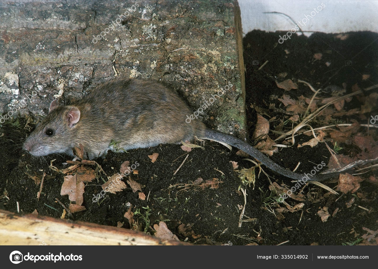 SURMULOT rattus norvegicus Stock Photo by ©slowmotiongli 335014902