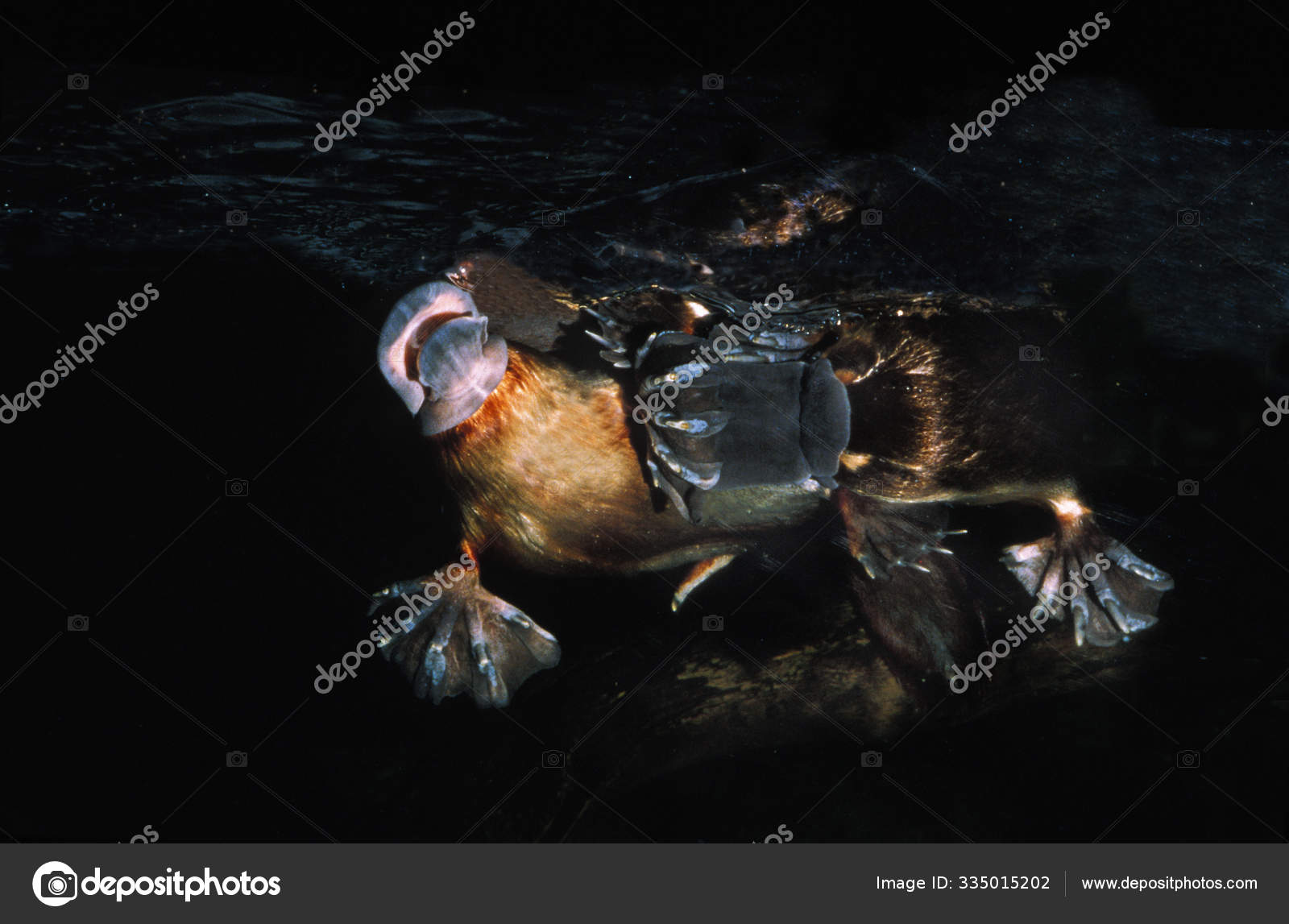 ORNITHORYNQUE ornithorhynchus anatinus Stock Photo by ©slowmotiongli ...