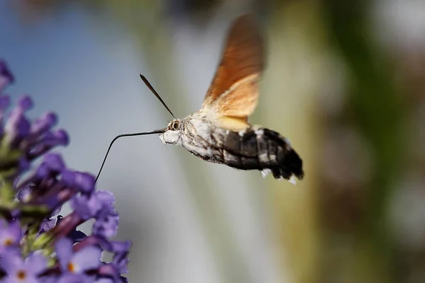PAPILLON MORO SPHINX macroglossum stellatarum — Stock Photo ...