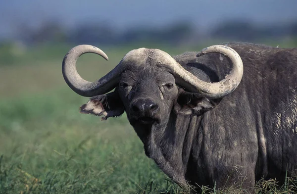 Waterbuffalo Stock Photos, Royalty Free Waterbuffalo Images | Depositphotos