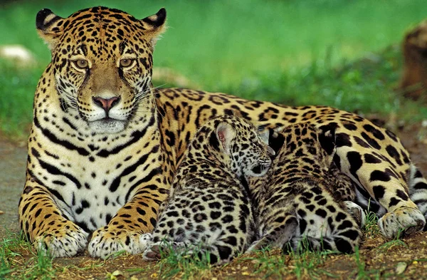Jaguar family Stock Photos, Royalty Free Jaguar family Images ...