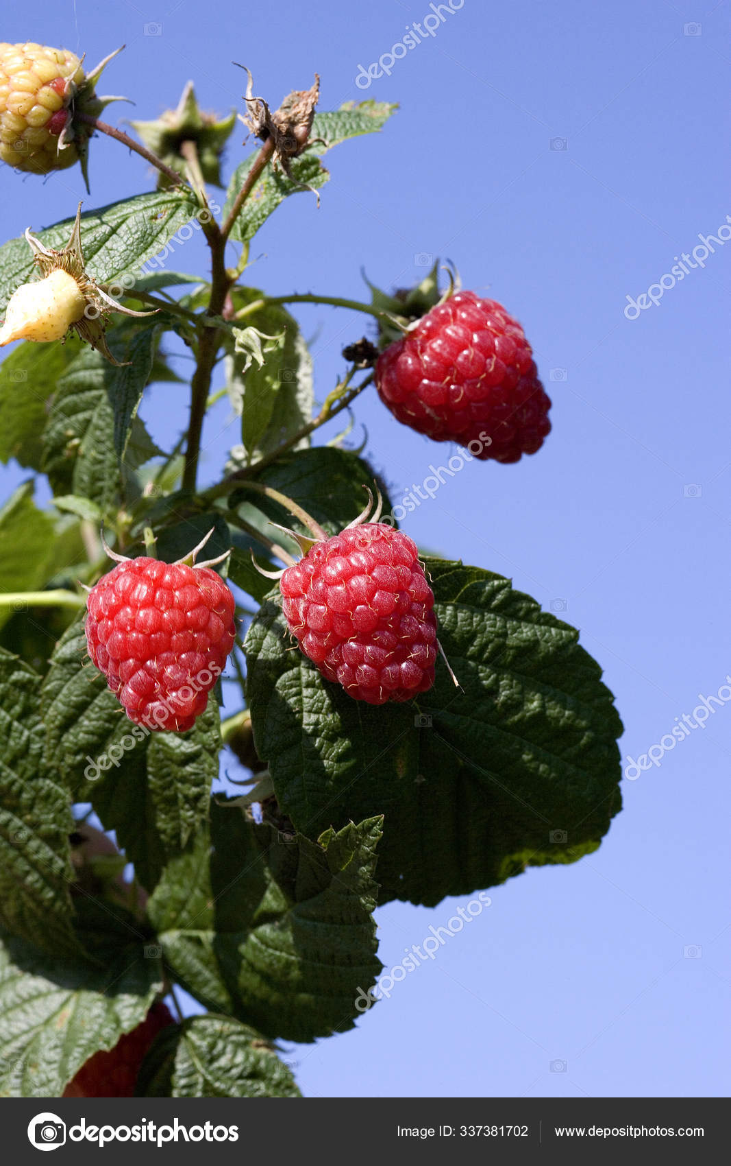 What Is Framboise In English at Patrick Oala-rarua blog