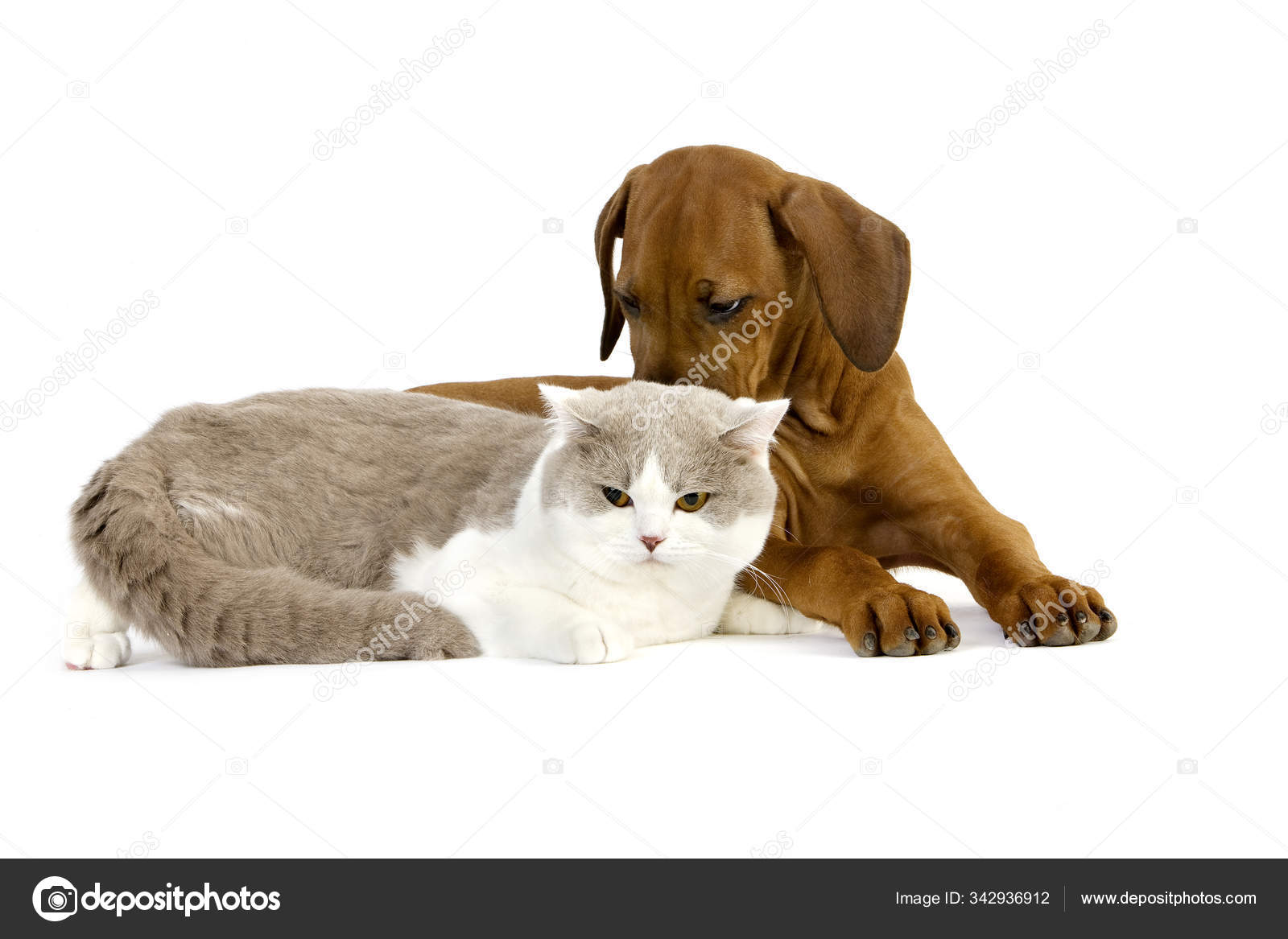 Rhodesian Ridgeback 7 Months Weight