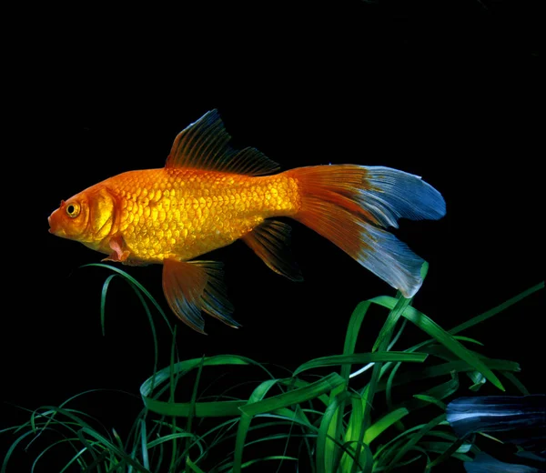 Ikan mas komet Stock Photos, Royalty Free Ikan mas komet Images ...