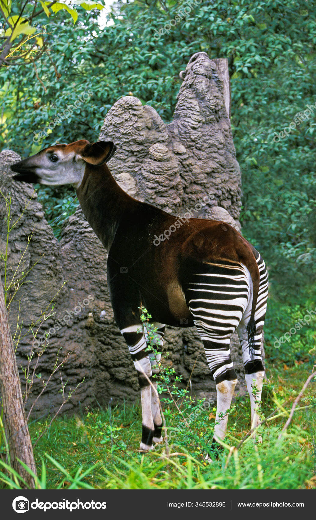 OKAPI okapia johnstoni — Stock Photo © slowmotiongli #345532896
