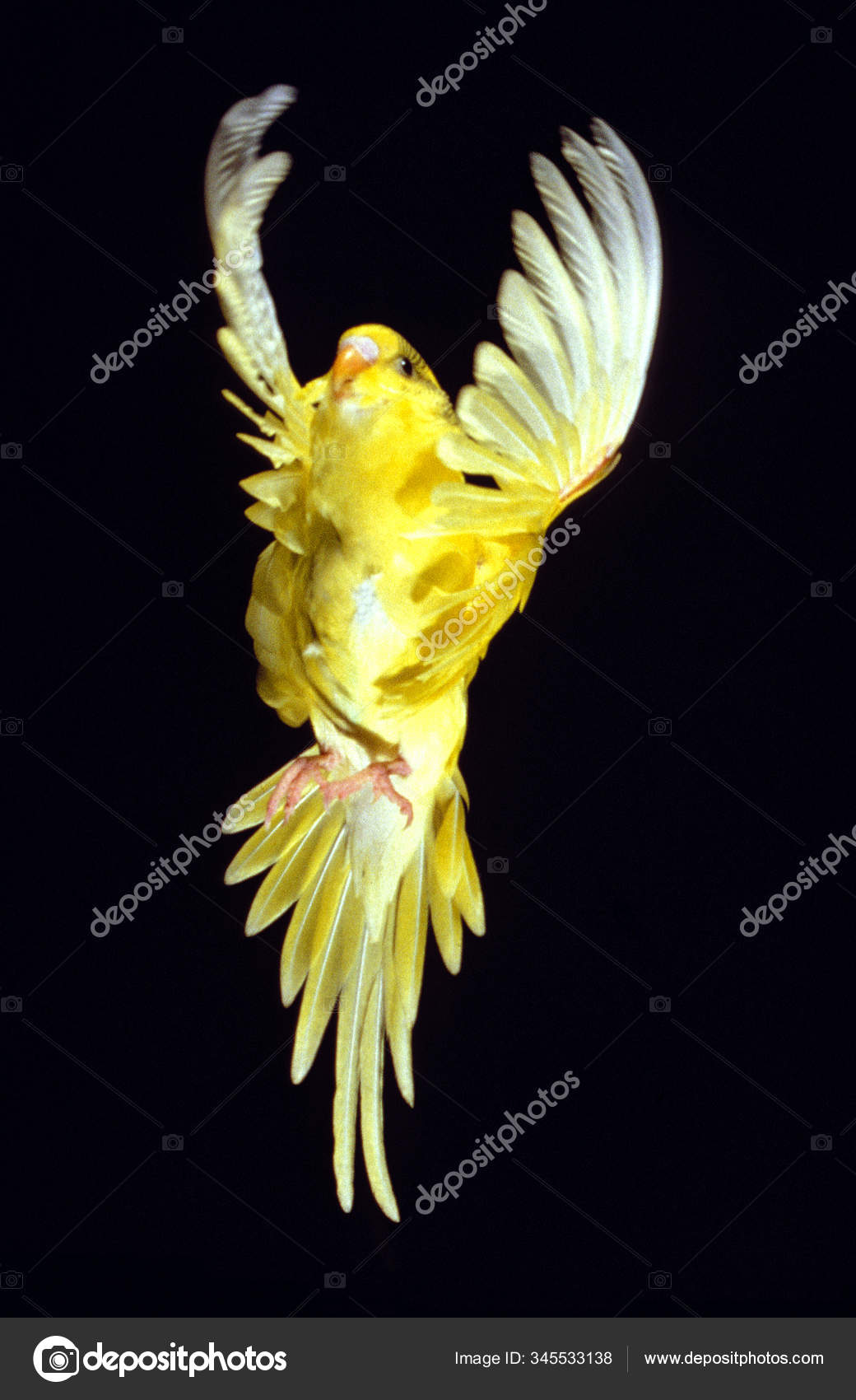 PERRUCHE ONDULEE melopsittacus undulatus — Stock Photo © slowmotiongli ...