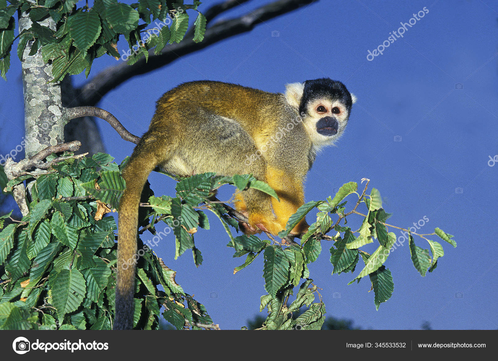 SAIMIRI SINGE ECUREUIL saimiri sciureus — Stock Photo © slowmotiongli ...