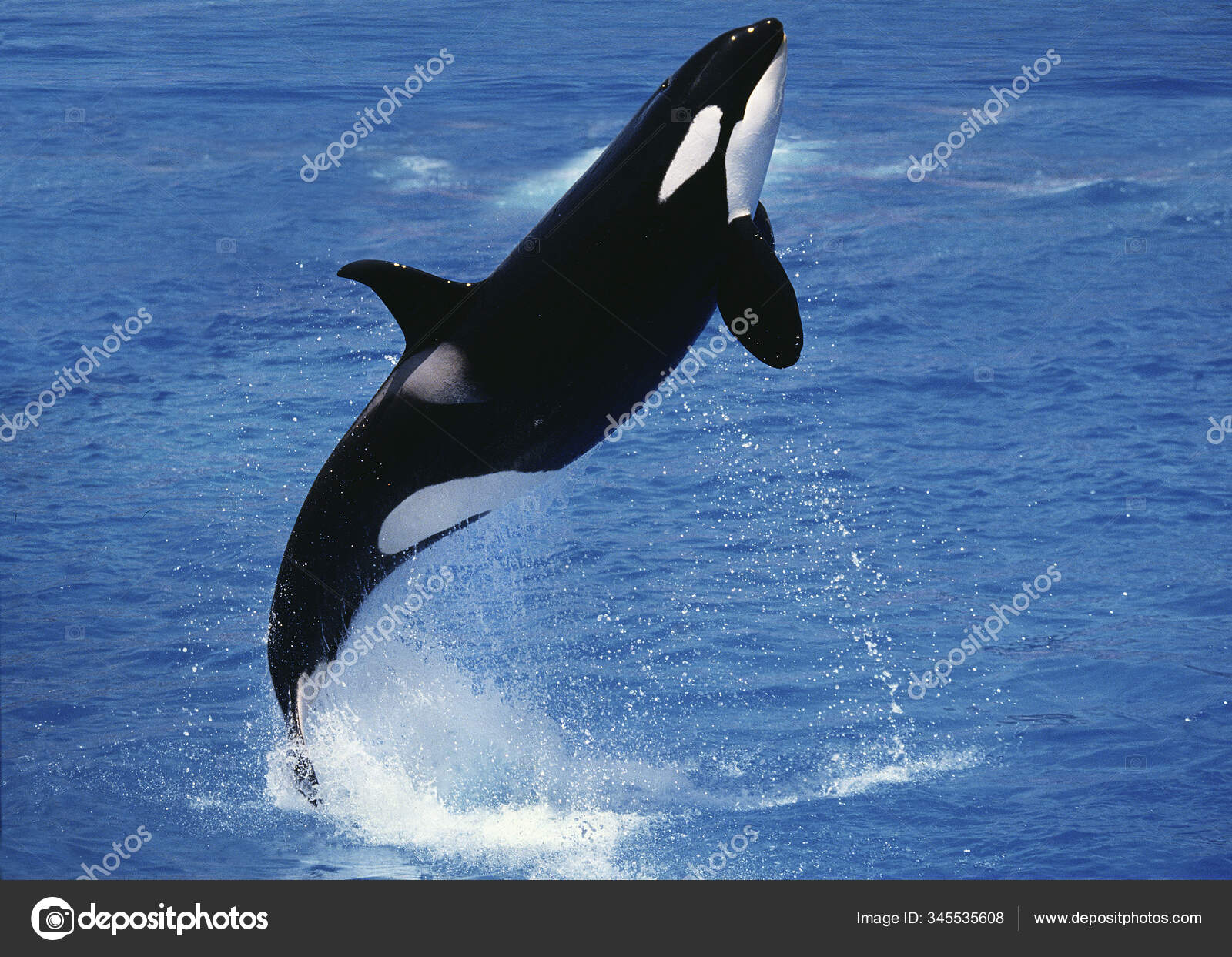 ORQUE EPAULARD orcinus orca — Stock Photo © slowmotiongli #345535608