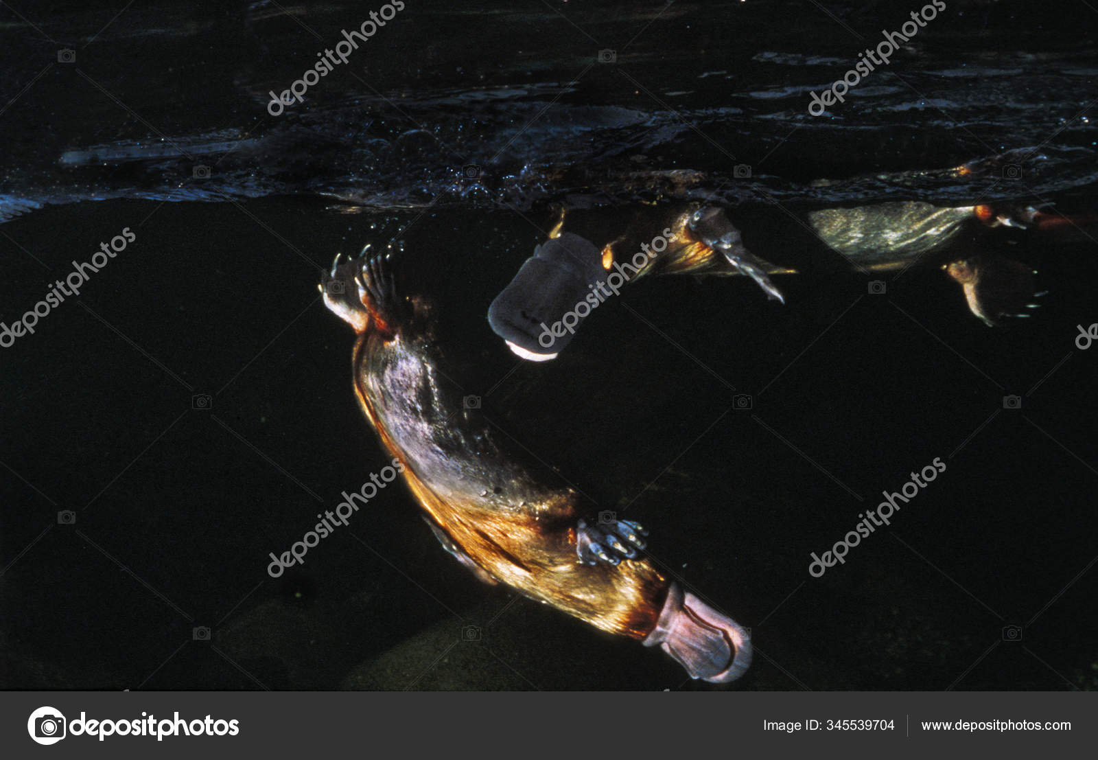 ORNITHORYNQUE ornithorhynchus anatinus Stock Photo by ©slowmotiongli ...