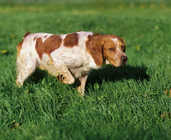 Cuccioli Di Spaniel Bretone Americano Epagneul Breton In Italia