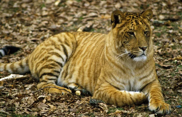 Gato tigrado Stock Photos, Royalty Free Gato tigrado Images | Depositphotos