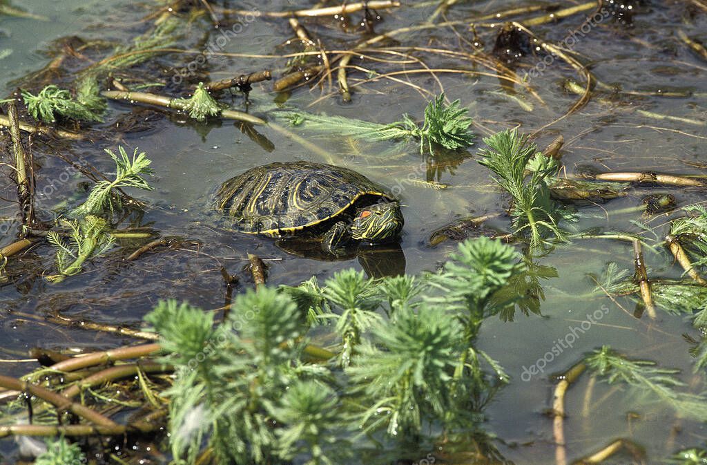 Tortue De Floride trachemys scripta elegans 2024