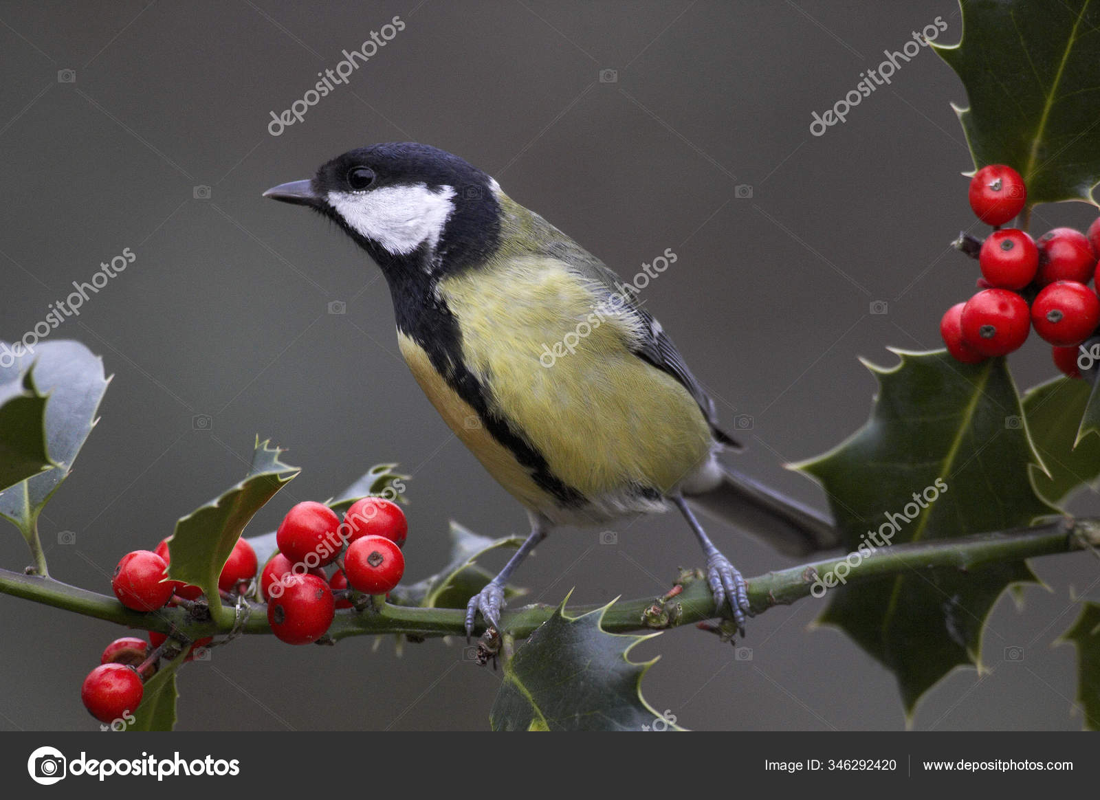 Great Tit Parus Major Male Standing Holly's Branch Normandy — Stock ...