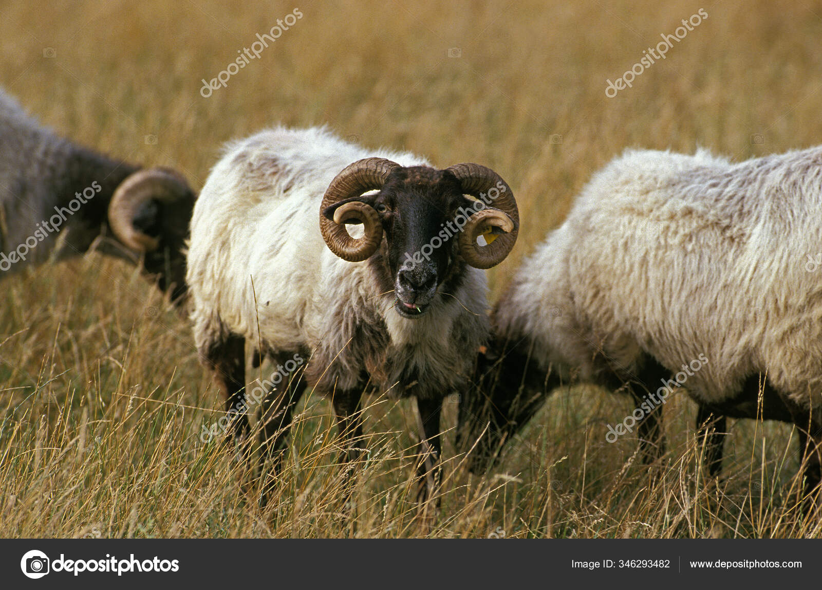 Sheep Called Manech Tete Noire French Breed Ram — Stock Photo ...