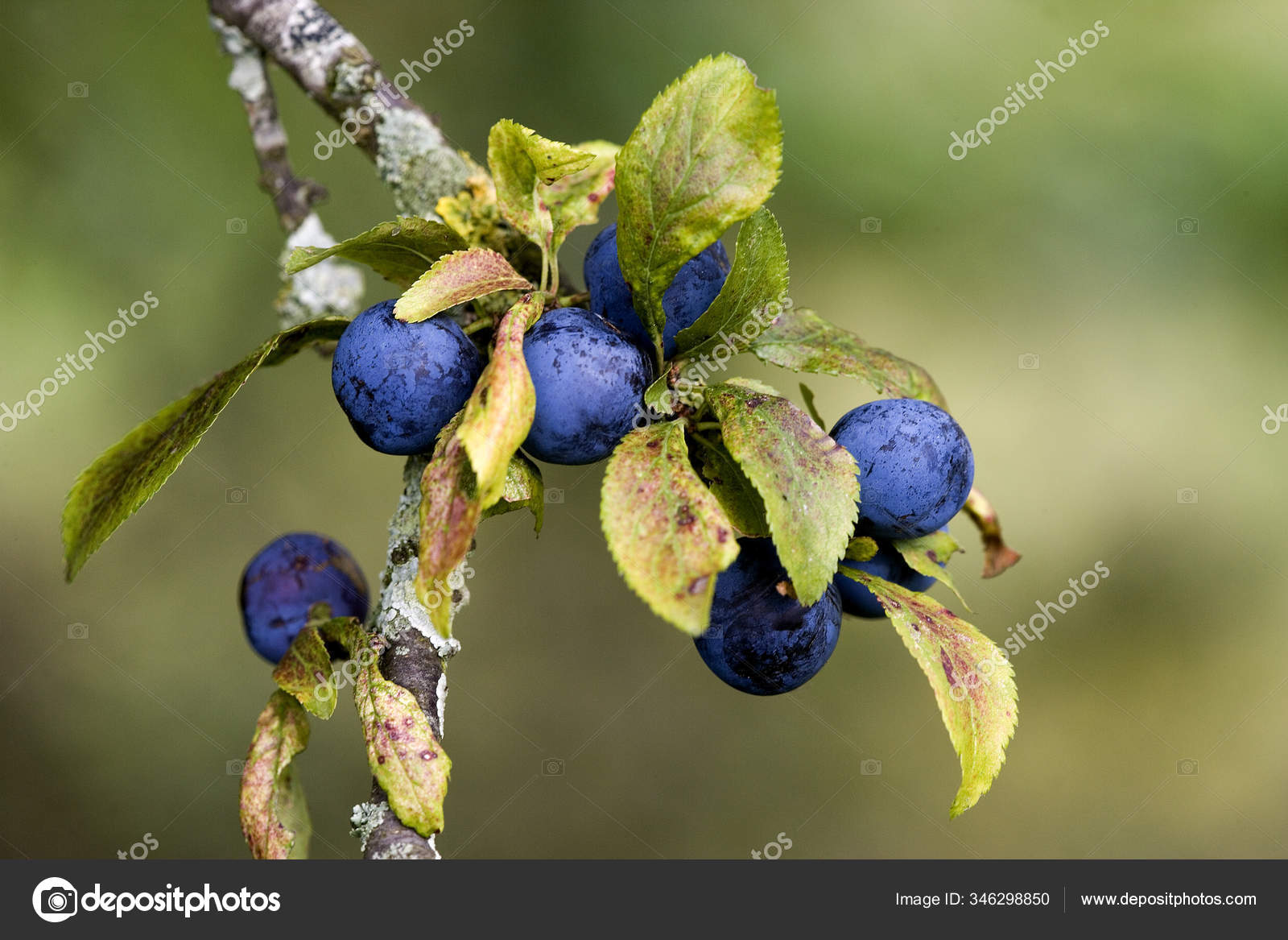 Blackthorn Sloe Tree Prunus Spinosa Fruits Branch Normandy — Stock ...