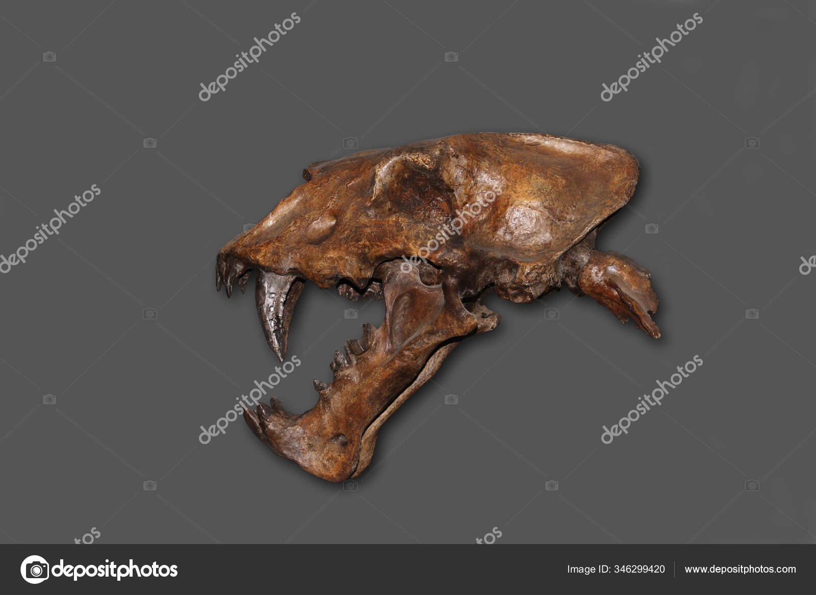 Skull Scimitar Cat Homotherium Serum Saber Toothed Cat Disappeared 000 ...