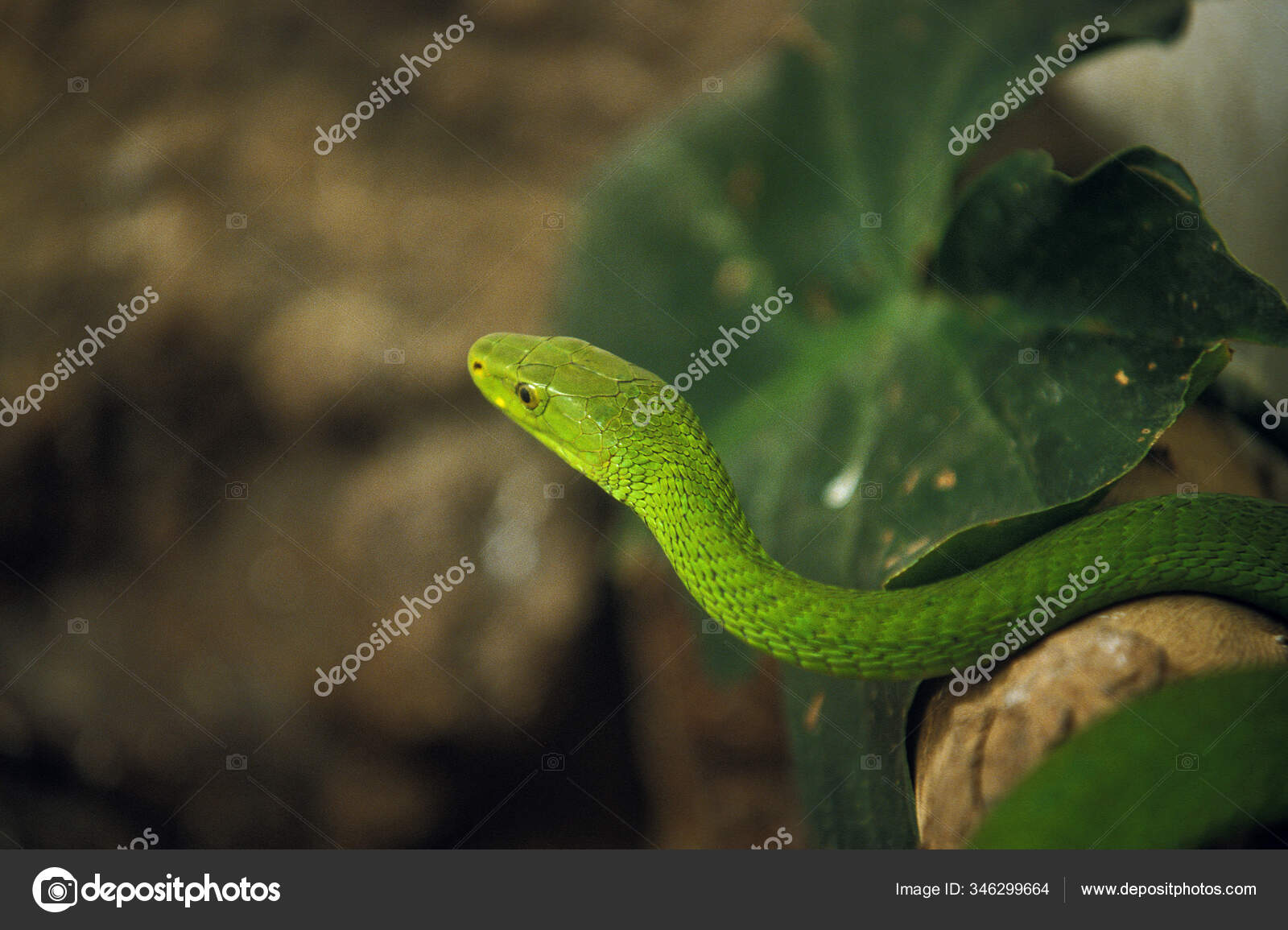 Green Mamba Dendroaspis Angusticeps Adult Tanzania — Stock Photo ...