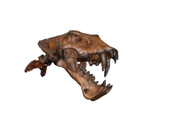 Skull of Scimitar Cat, homotherium serum, Sabre-dented Cat se extinguió ...