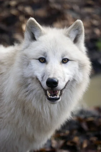 White wolf Stock Photos, Royalty Free White wolf Images | Depositphotos