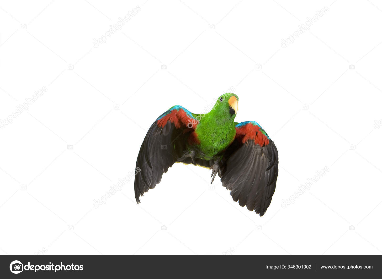 Eclectus Parrot Flying
