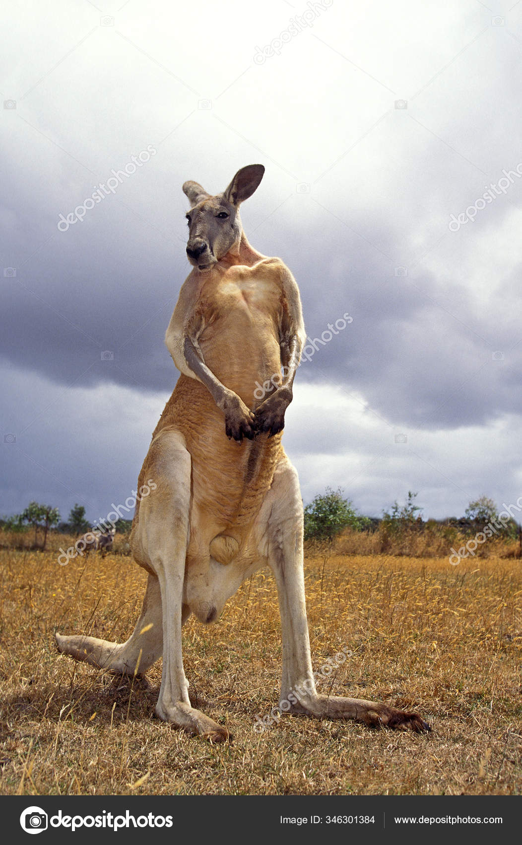 Canguro Rojo Macropus Rufus Macho Parado Dry Grss Australia — Foto de ...