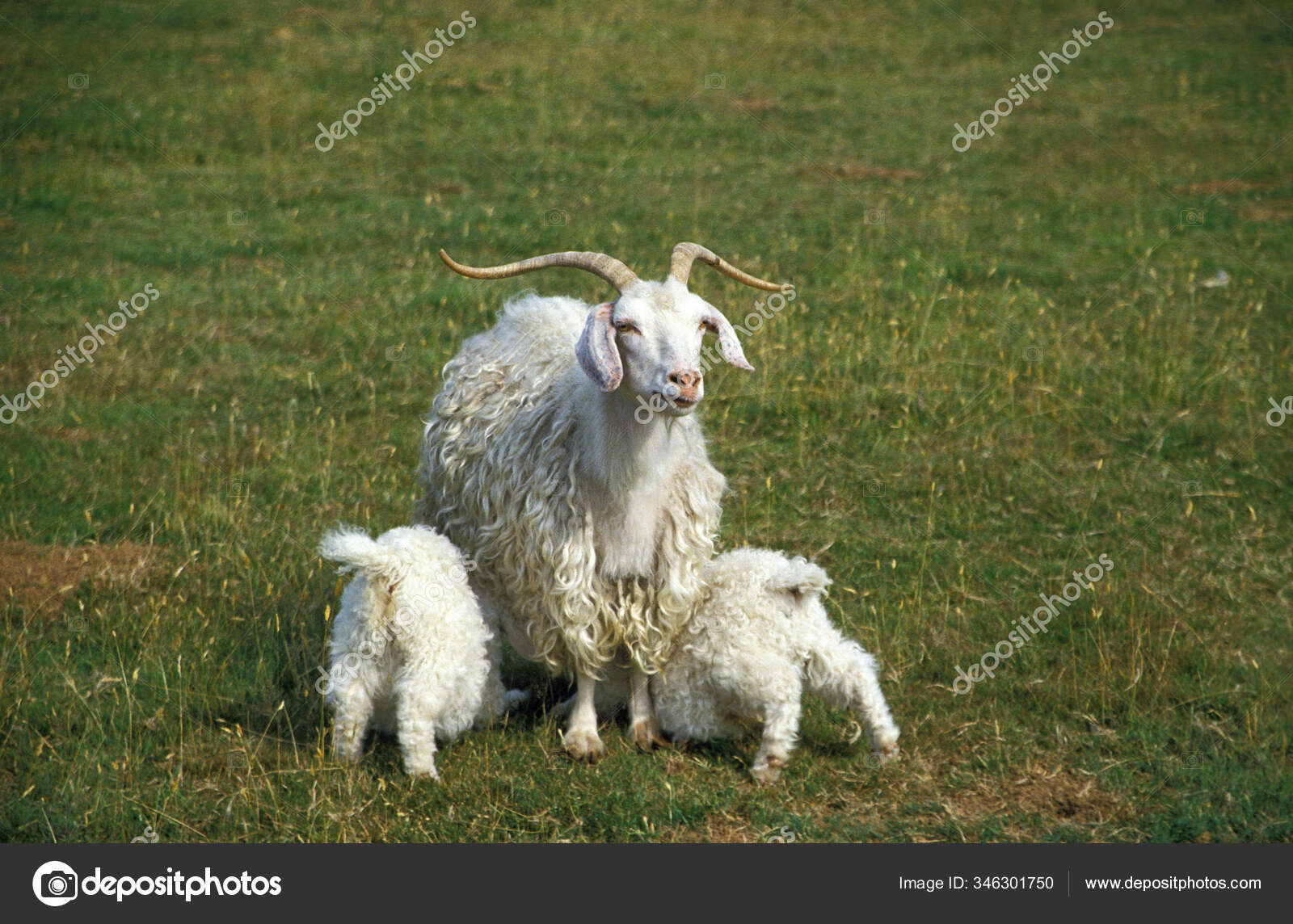 Pygmy Angora Goats