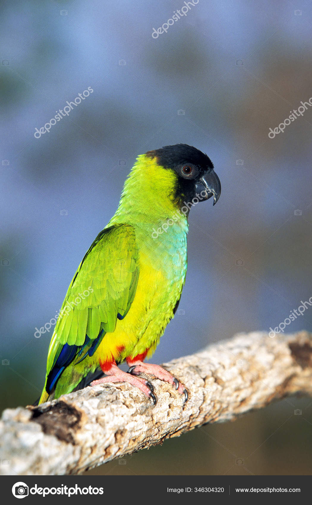 Nanday Conure Flying